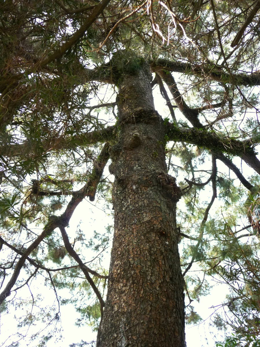 Island of Trees: Taiwan’s Magnificent Woodlands - Life of Taiwan