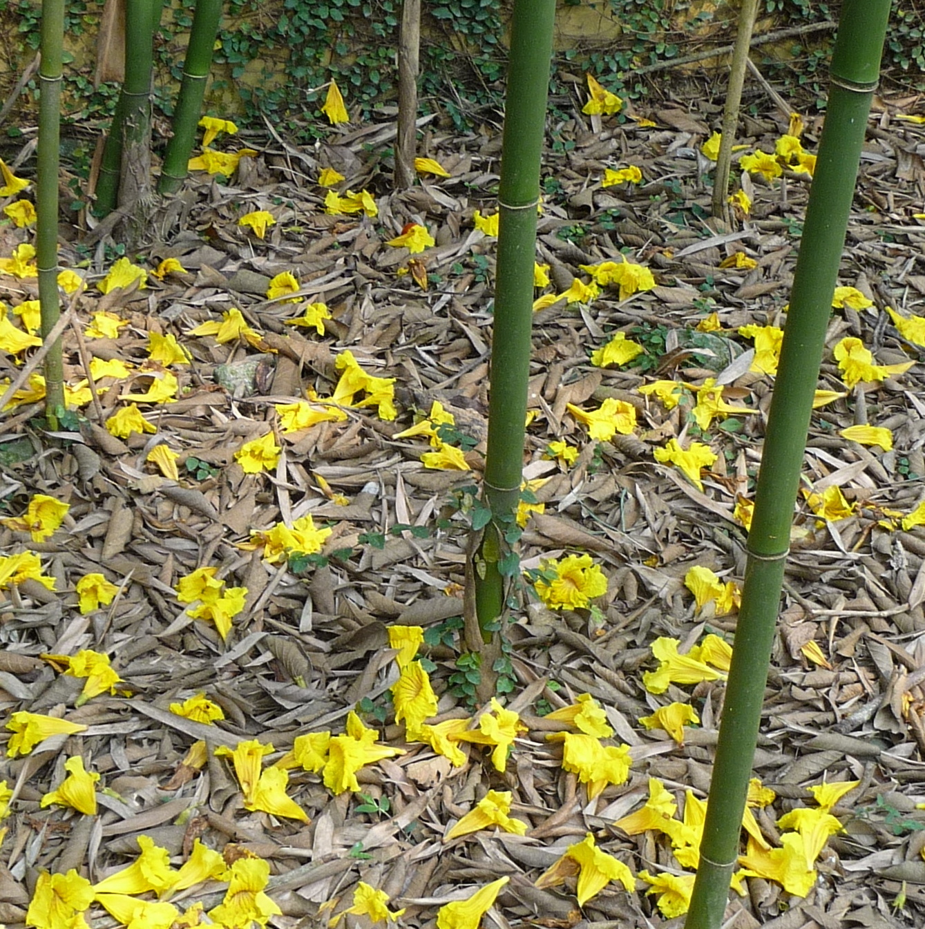 Nature in a Nutshell: Taiwan's Botanical Gardens - Life of Taiwan
