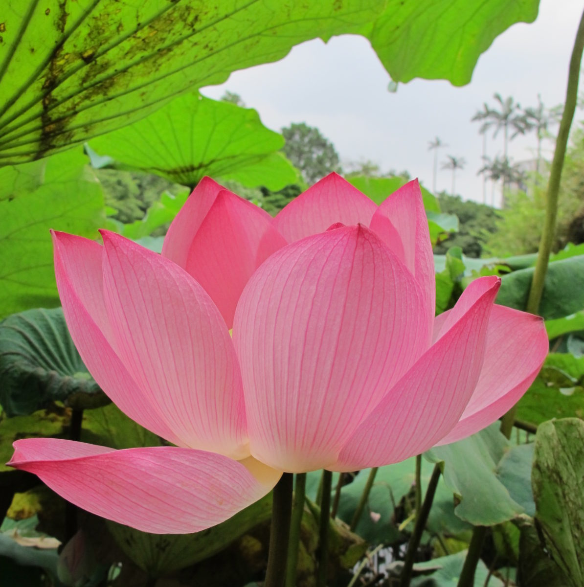 Nature in a Nutshell: Taiwan's Botanical Gardens - Life of Taiwan
