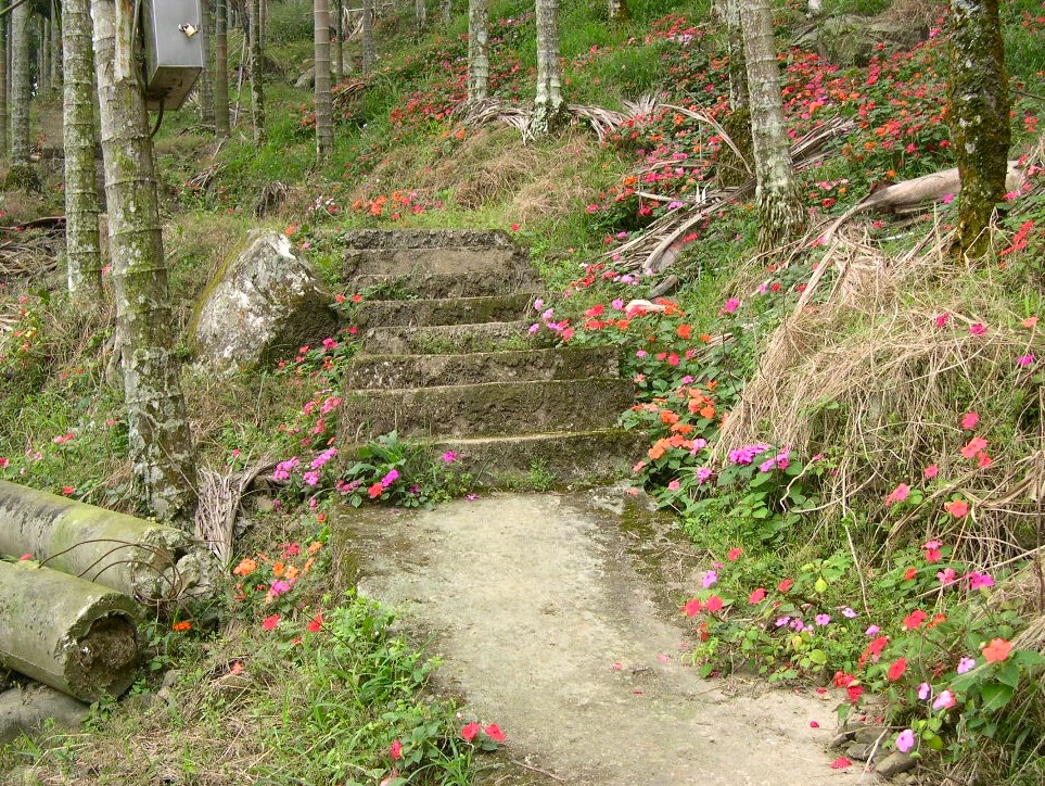 Flower Power! Where to See Taiwan's Dazzling Flowers - Life of Taiwan